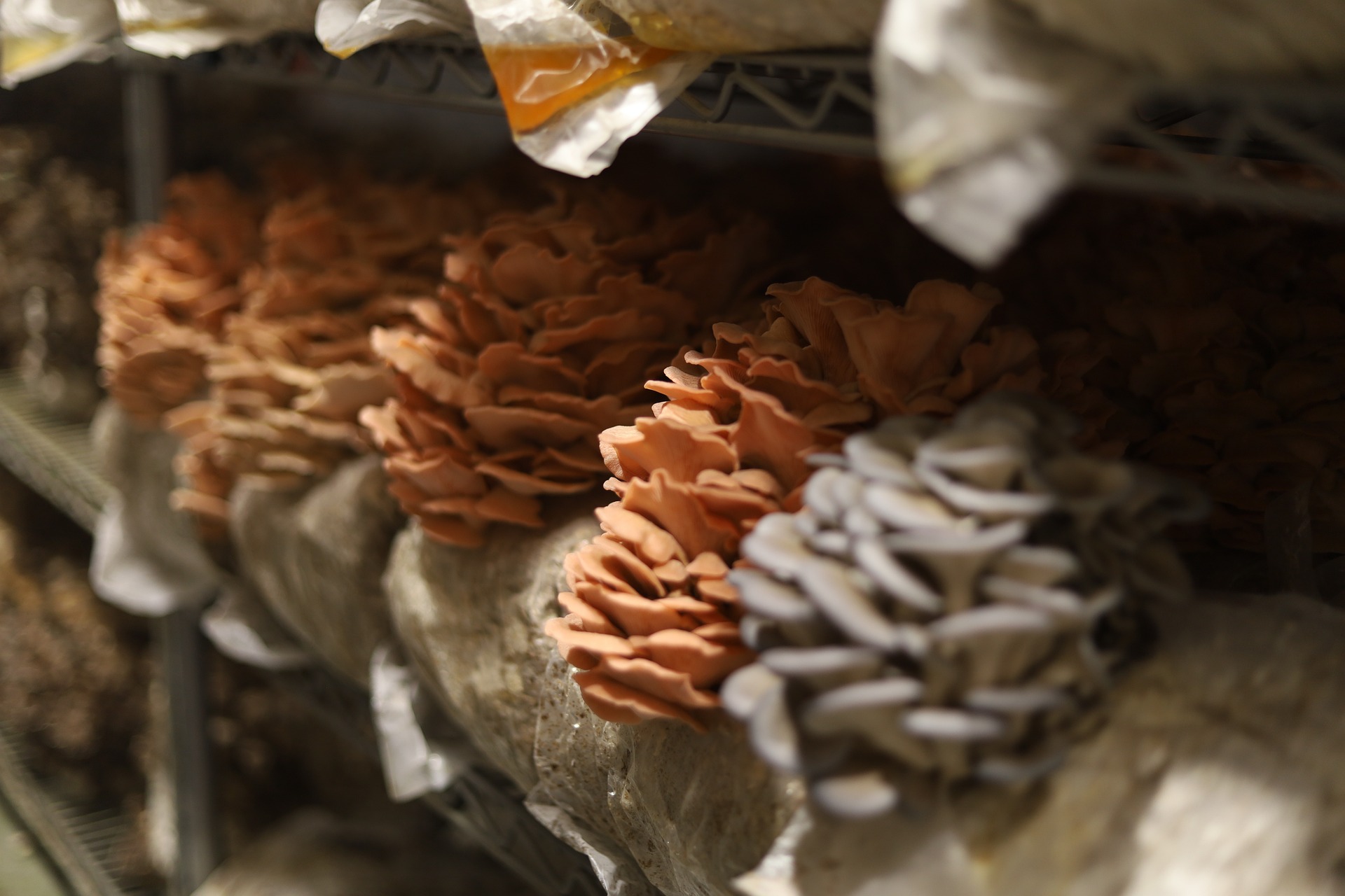 Comment Faire Pousser Des Champignons